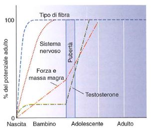 Ormoni androgeni: fisiologia di base, benefici ed effetti collaterali ...