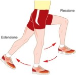 Anca: anatomia e biomeccanica di base – Top Conditioning